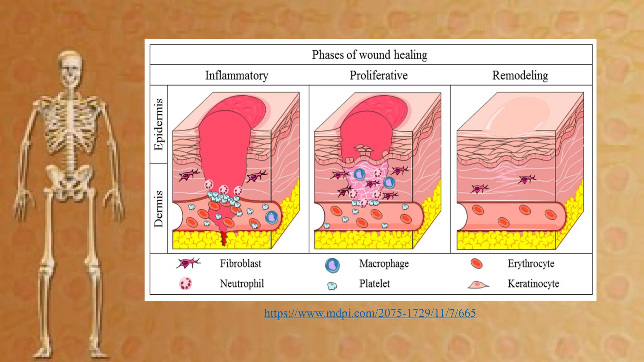 Anatomy-and-Physiology-unit-2.pppppppptx | PPT