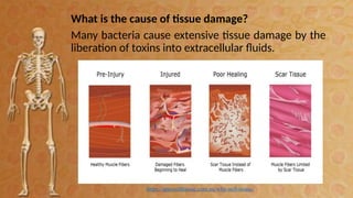 Anatomy-and-Physiology-unit-2.pppppppptx | PPT