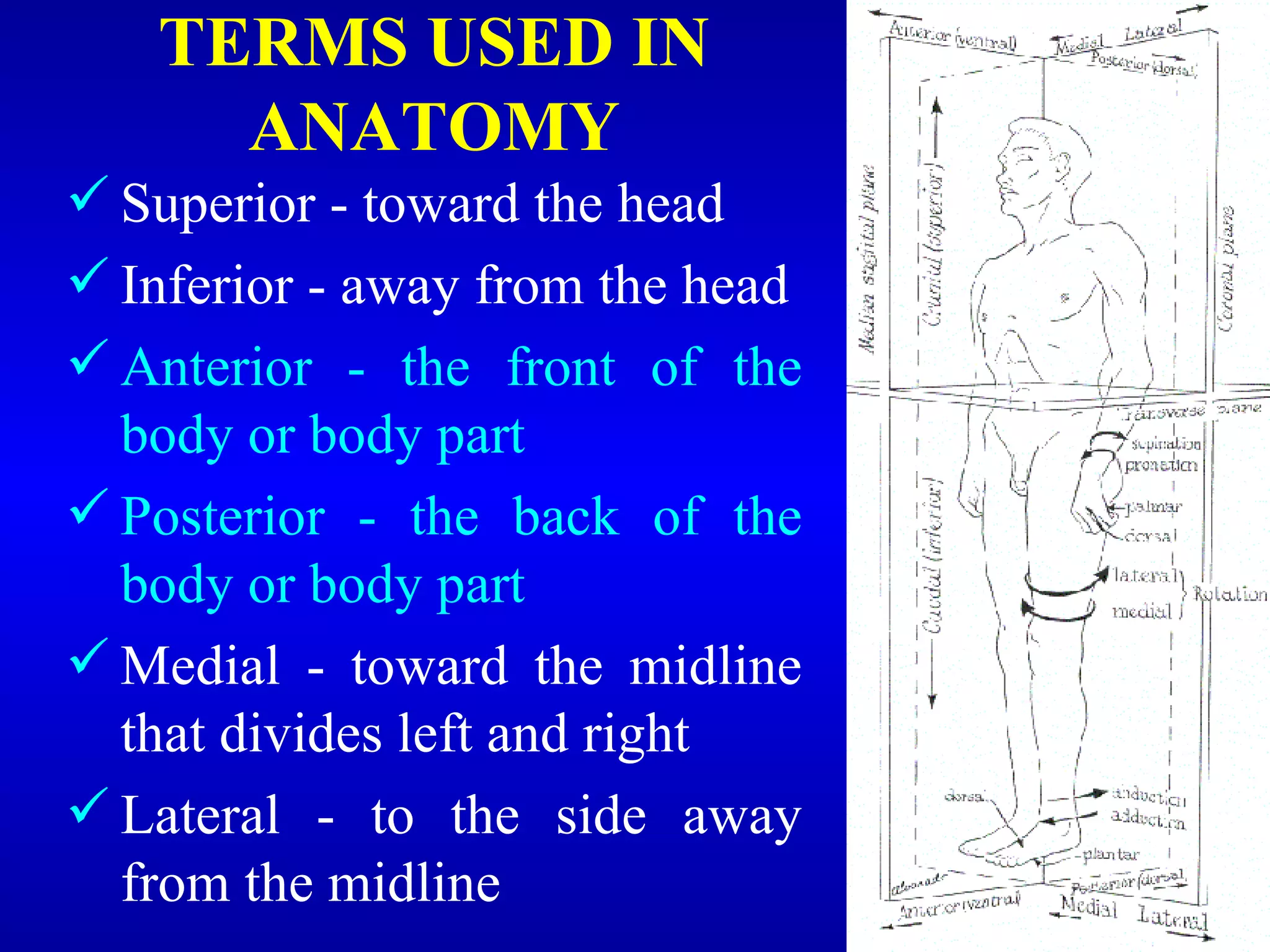 Anatomy And Physiology of Human body | PDF