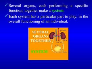 Anatomy And Physiology of Human body | PDF