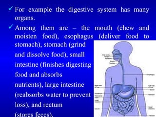 Anatomy And Physiology of Human body | PDF