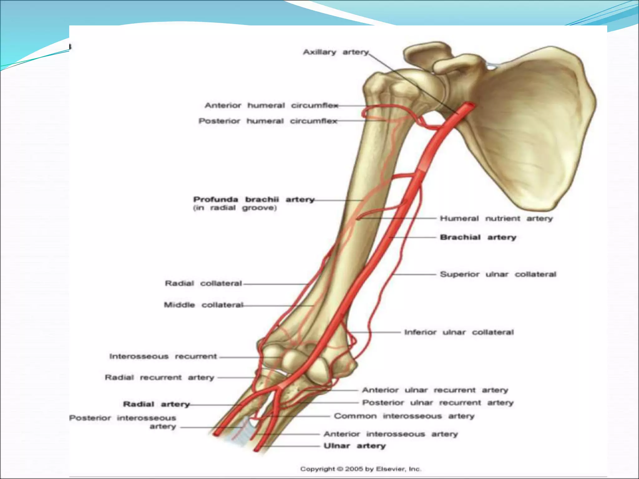 ANATOMY-- BACK OF ARM PPT.ppt