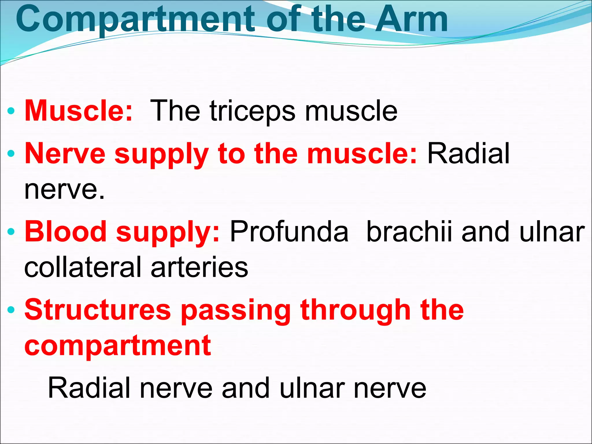 ANATOMY-- BACK OF ARM PPT.ppt