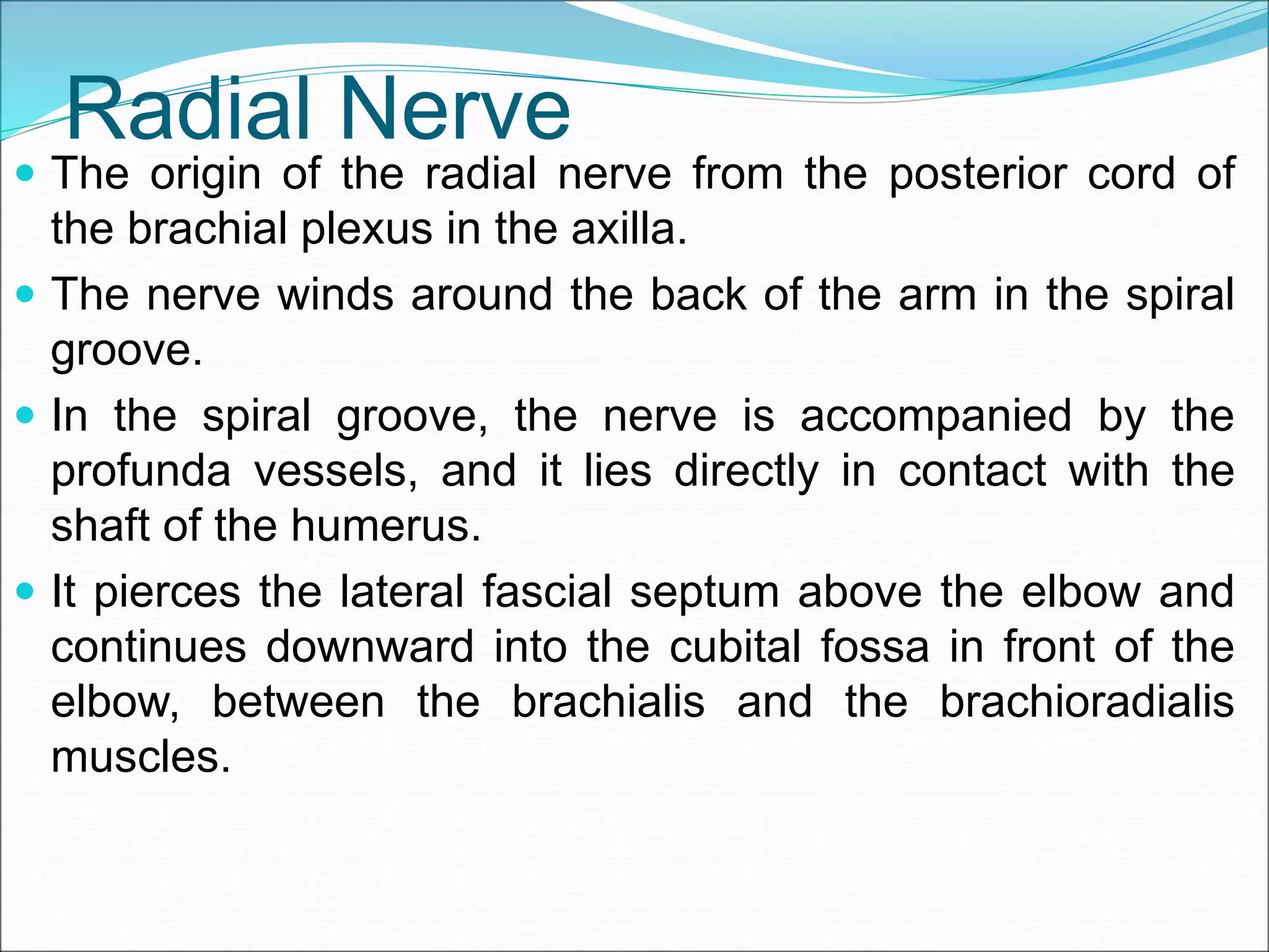 ANATOMY-- BACK OF ARM PPT.ppt