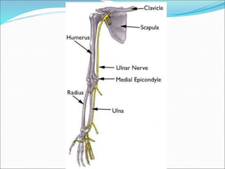 ANATOMY-- BACK OF ARM PPT.ppt
