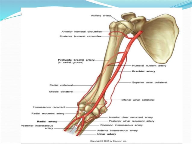 ANATOMY-- BACK OF ARM PPT.ppt