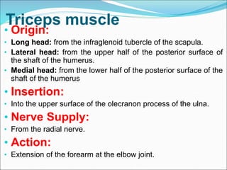 ANATOMY-- BACK OF ARM PPT.ppt