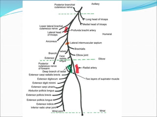 ANATOMY-- BACK OF ARM PPT.ppt