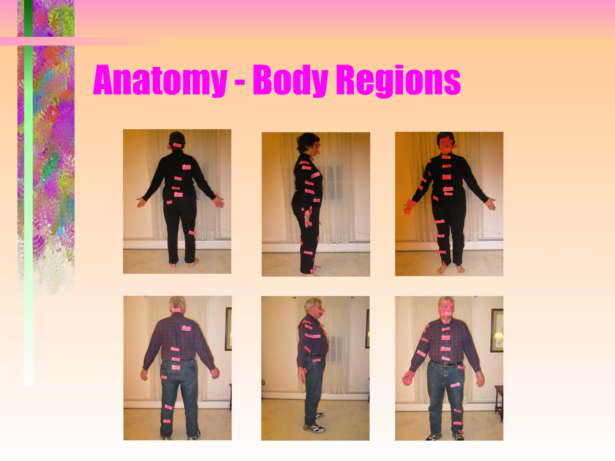 Anatomy body regions | PPT