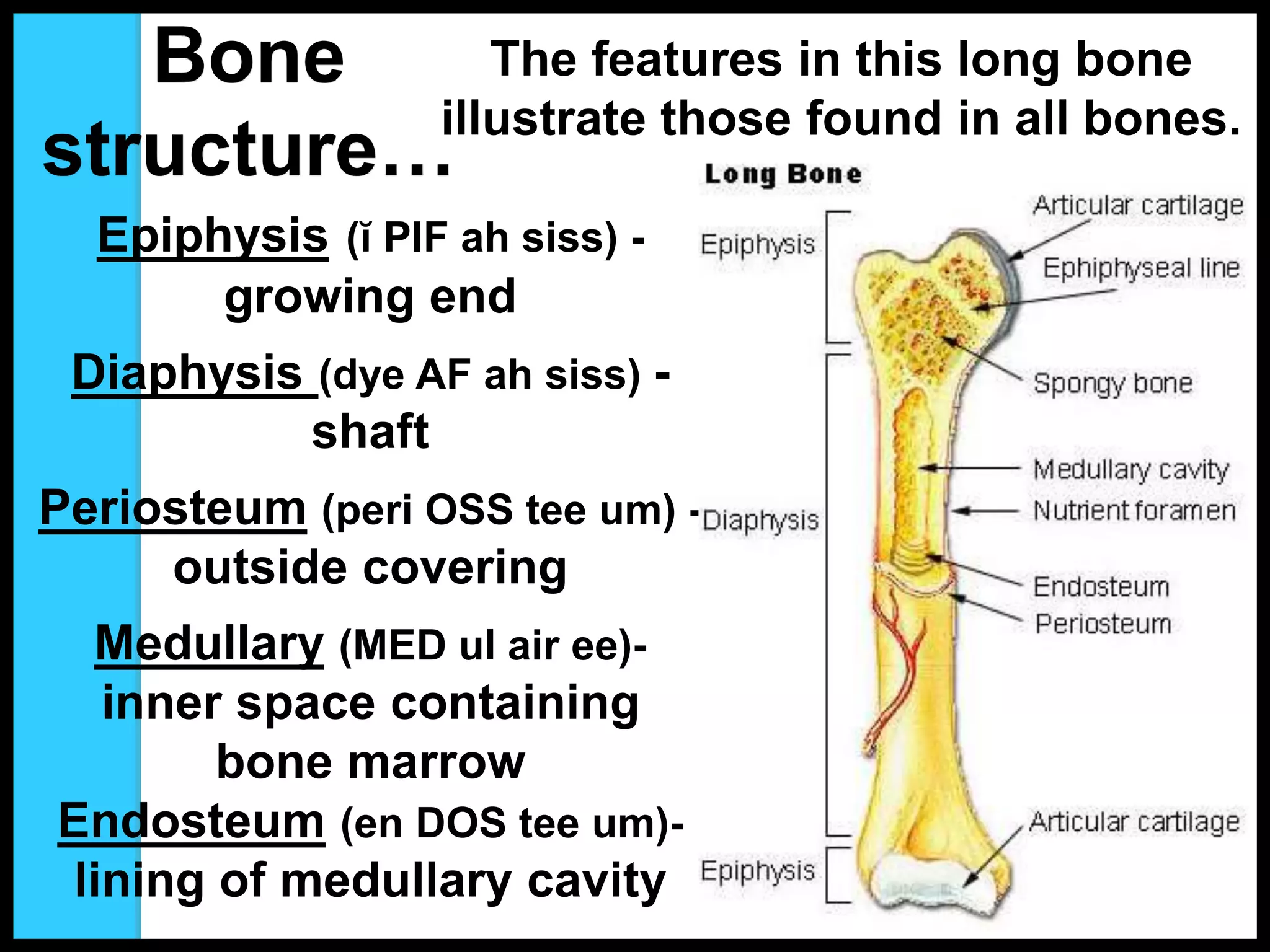 -Anatomy-bone and joint.ppt