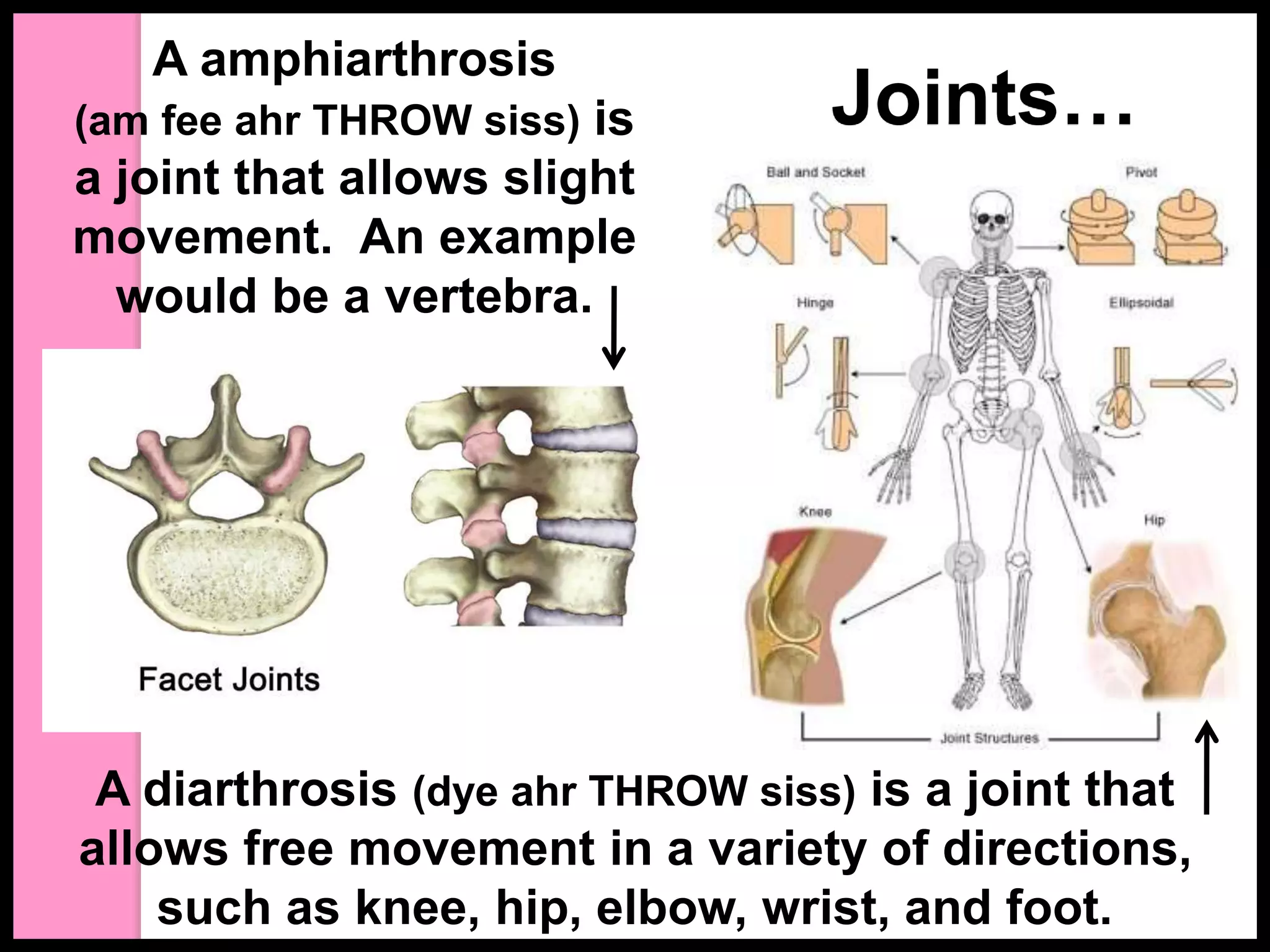 -Anatomy-bone and joint.ppt