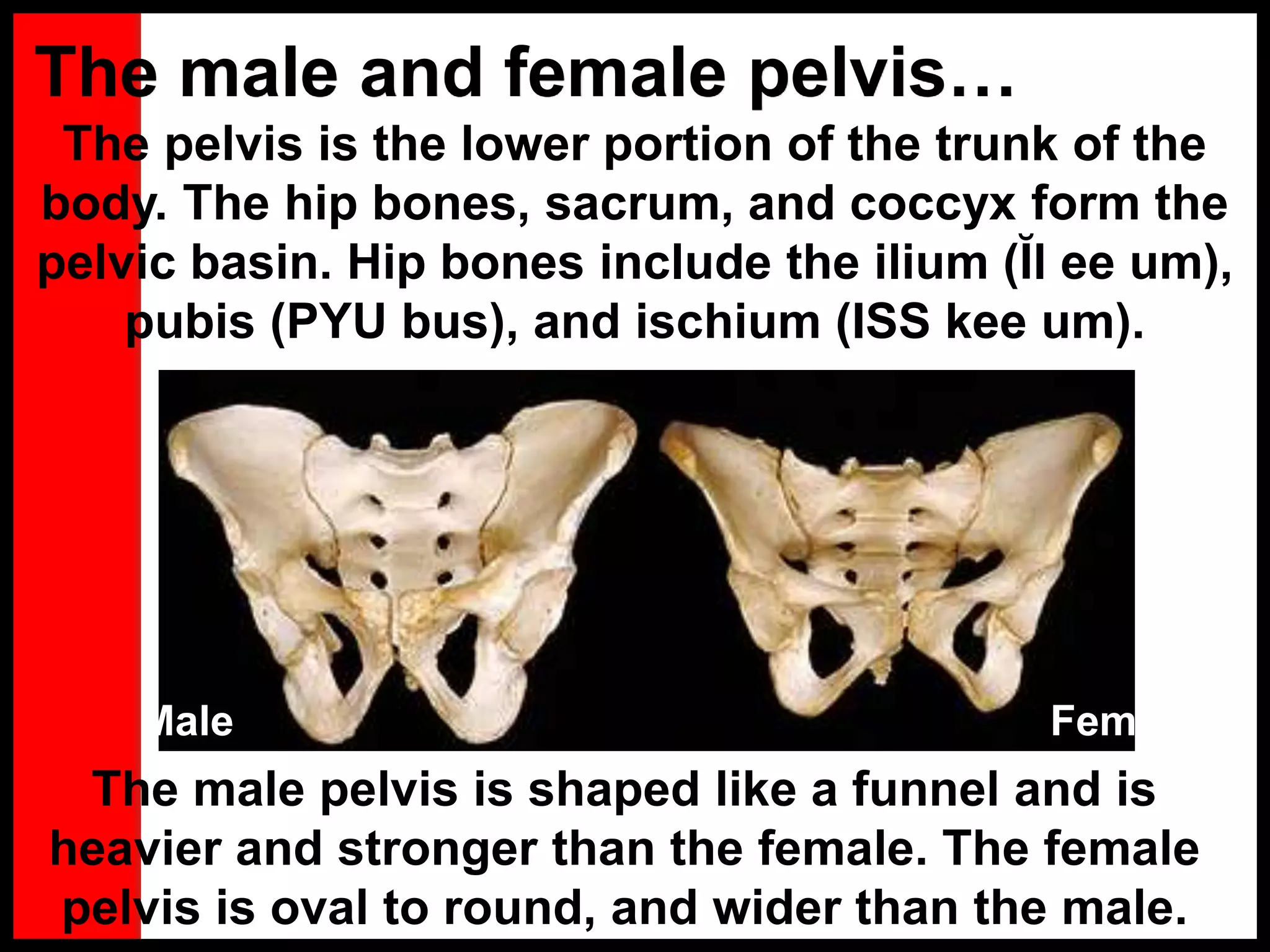 -Anatomy-bone and joint.ppt