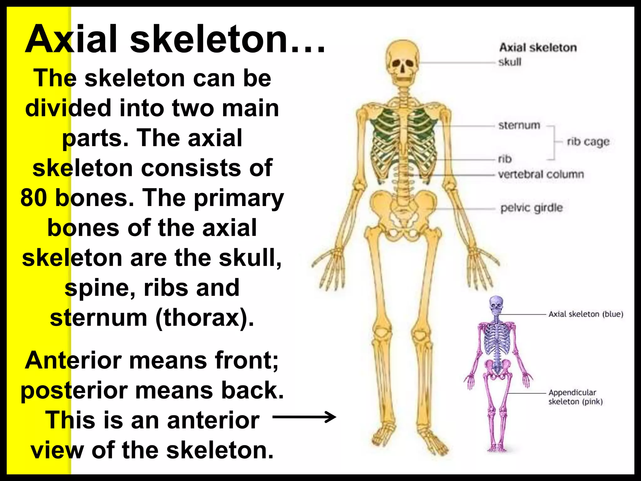 -Anatomy-bone and joint.ppt