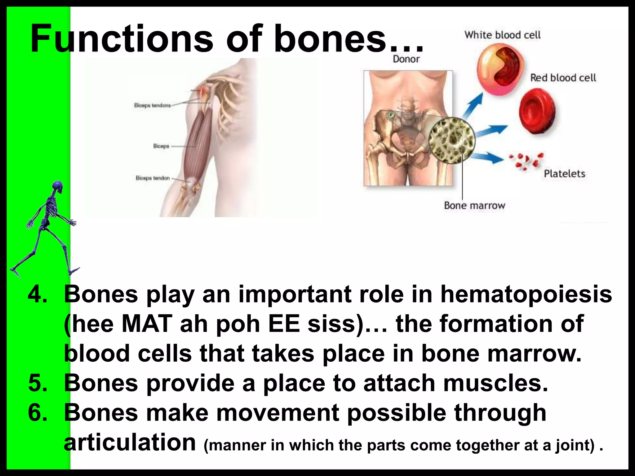 -Anatomy-bone and joint.ppt