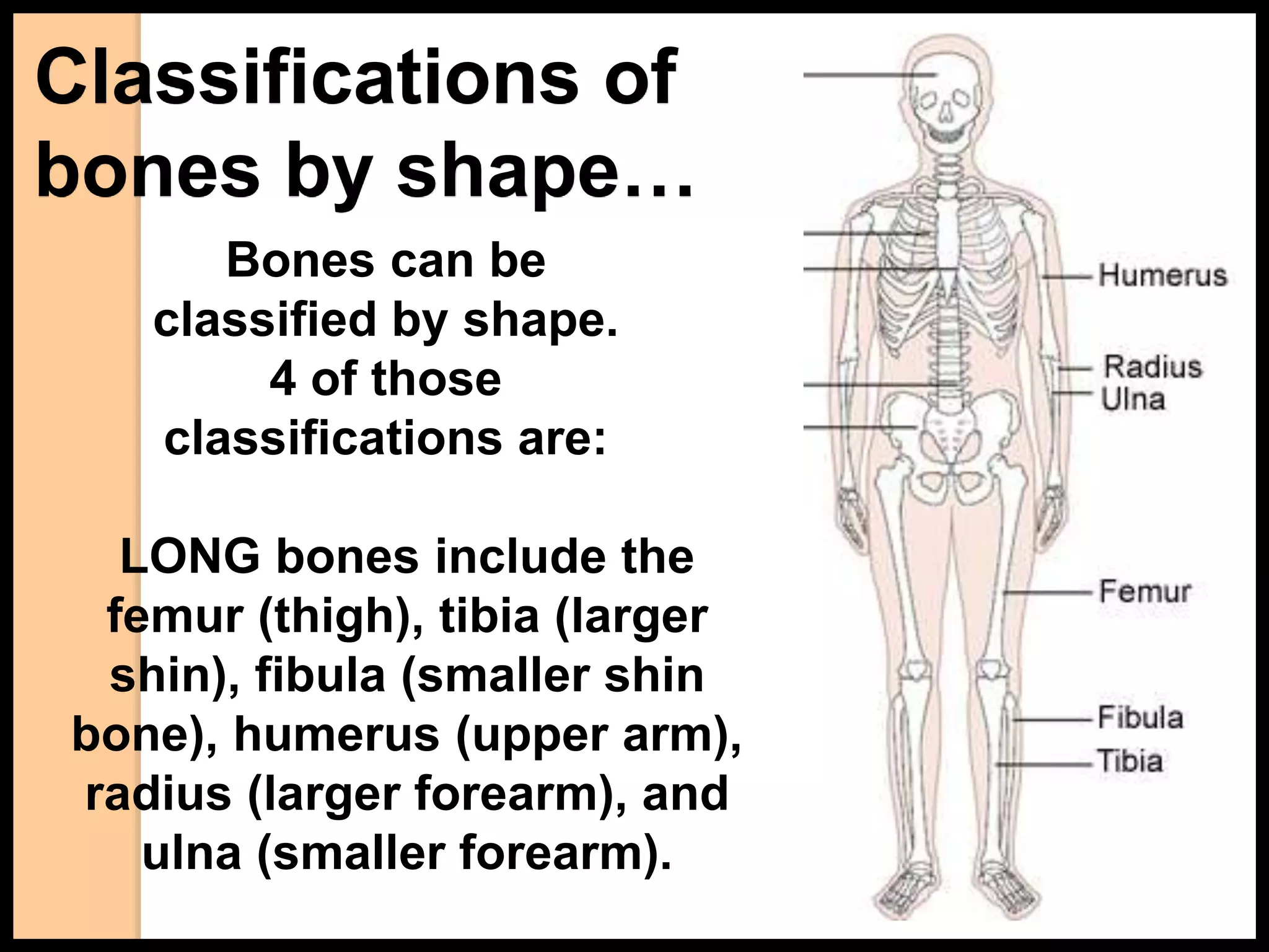 -Anatomy-bone and joint.ppt