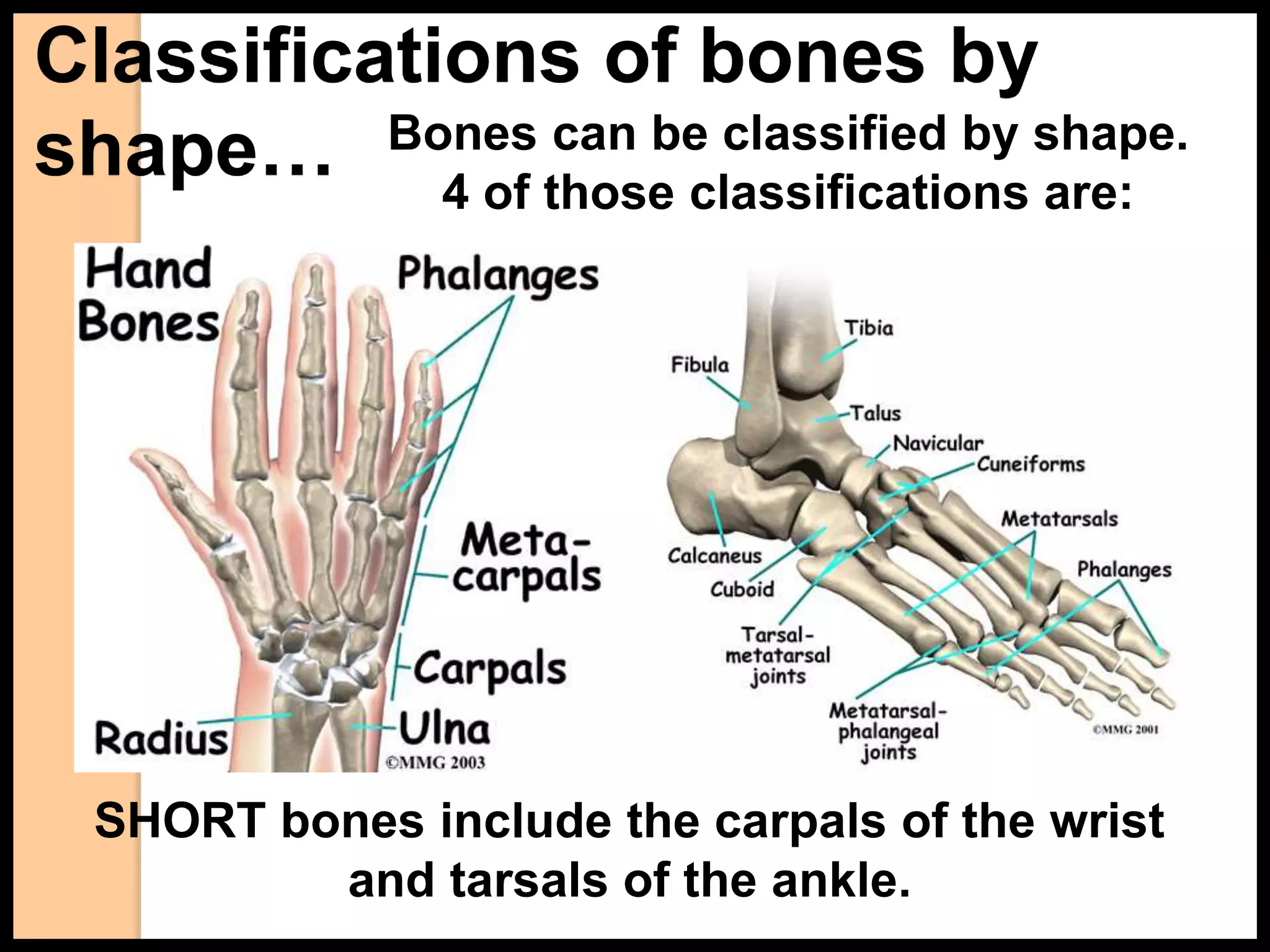 -Anatomy-bone and joint.ppt