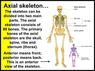 -Anatomy-bone and joint.ppt