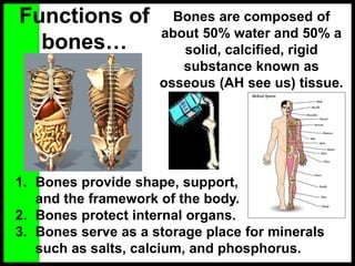 -Anatomy-bone and joint.ppt