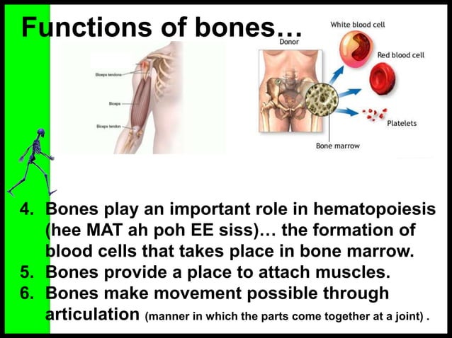 -Anatomy-bone and joint.ppt