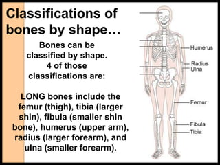 -Anatomy-bone and joint.ppt