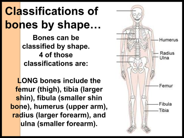 -Anatomy-bone and joint.ppt