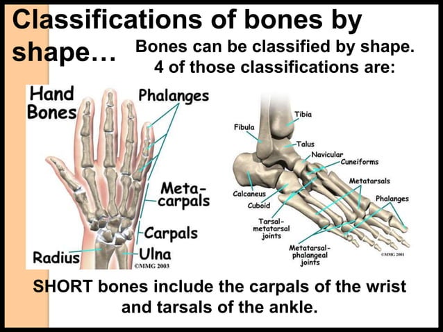 -Anatomy-bone and joint.ppt