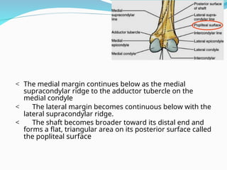 anatomy of the BONES OF THE LOWER LIMB 1.ppt