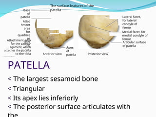 anatomy of the BONES OF THE LOWER LIMB 1.ppt