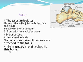 anatomy of the BONES OF THE LOWER LIMB 1.ppt