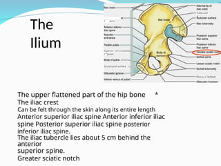 anatomy of the BONES OF THE LOWER LIMB 1.ppt