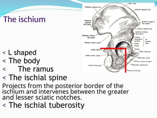 anatomy of the BONES OF THE LOWER LIMB 1.ppt