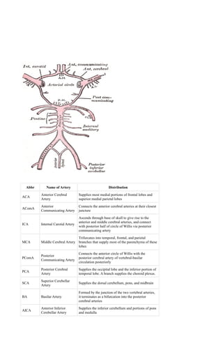 Anatomy..brain | PDF