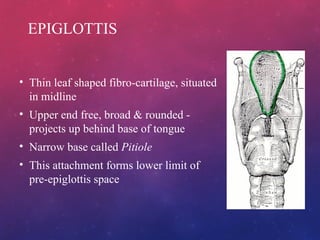 Anatomy - Cartilages of Larynx seminar ppt | PPTX