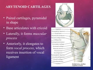 Anatomy - Cartilages of Larynx seminar ppt | PPTX