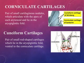 Anatomy - Cartilages of Larynx seminar ppt | PPTX