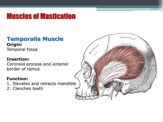 Anatomy complete denture | PDF