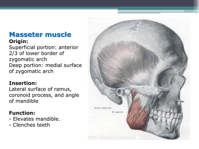 Anatomy complete denture | PDF