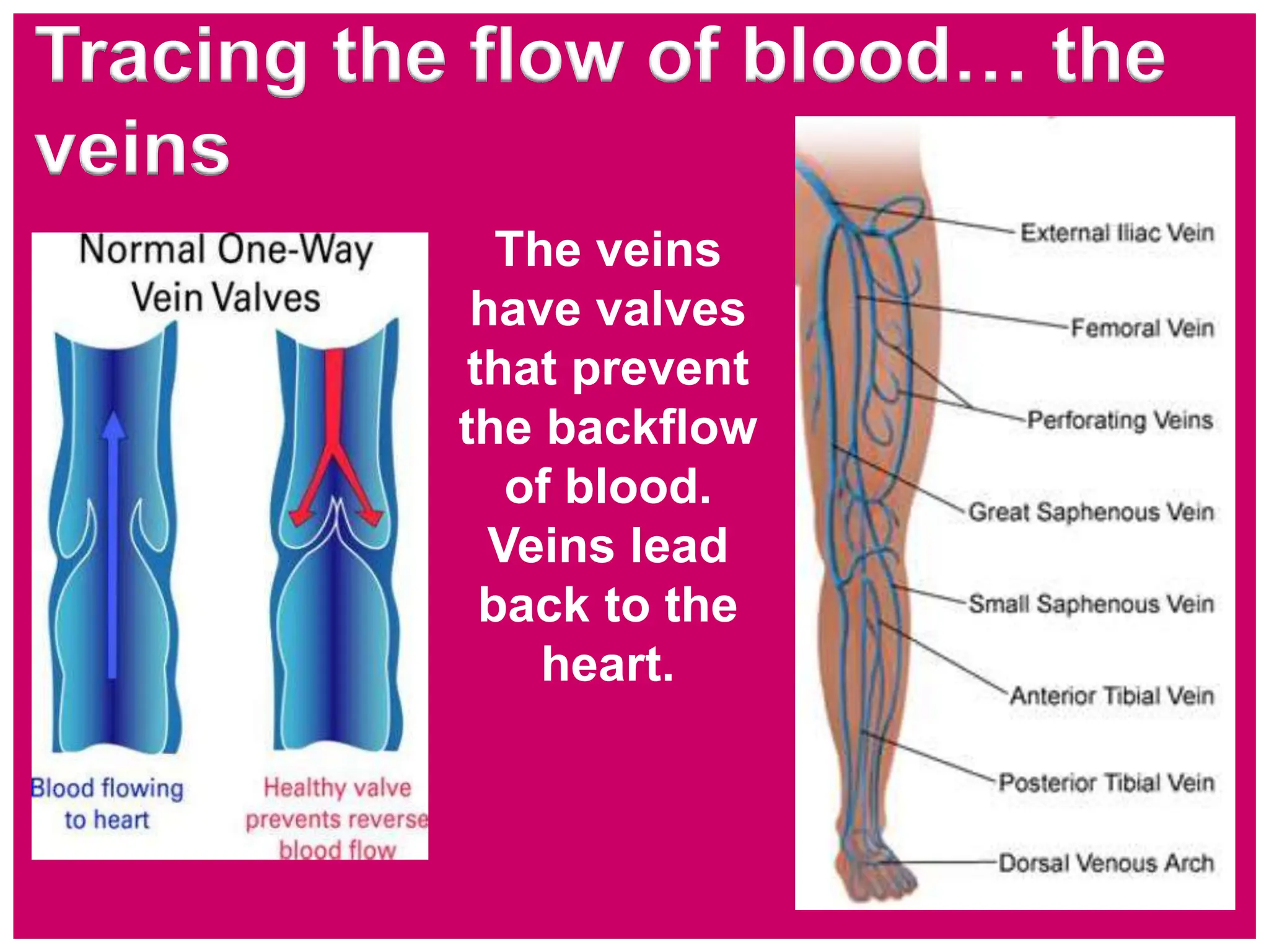 Anatomy and physiology of circulatory system | PPT
