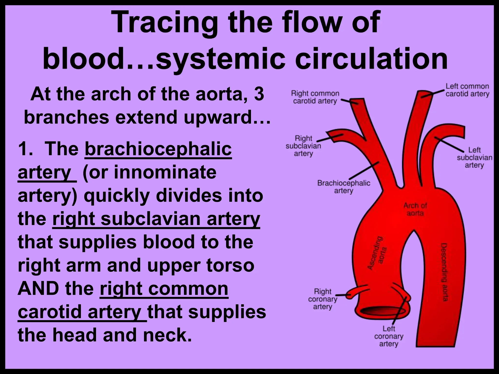 Anatomy and physiology of circulatory system | PPT