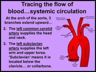 Anatomy and physiology of circulatory system | PPT