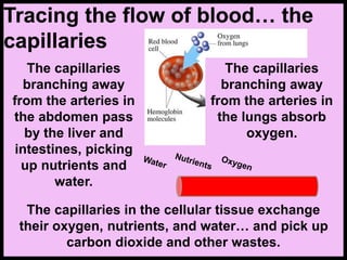 Anatomy and physiology of circulatory system | PPT