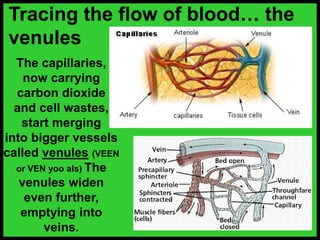 Anatomy and physiology of circulatory system | PPT