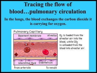 Anatomy and physiology of circulatory system | PPT
