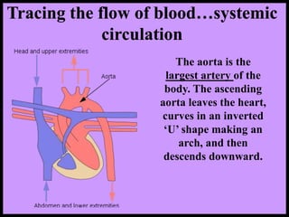 Anatomy and physiology of circulatory system | PPT