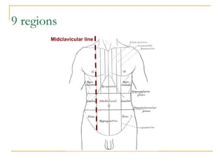SOLUTION: Regions Of The Abdominal Cavity Studypool, 59% OFF