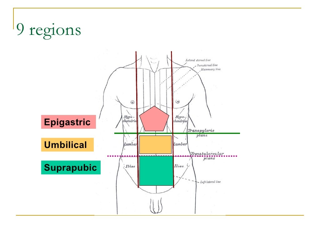 Principles of abdominal anatomy