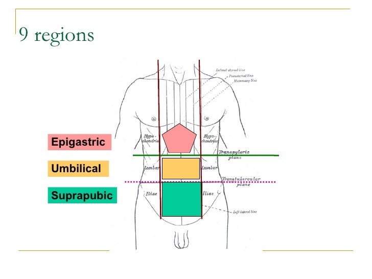 Principles of abdominal anatomy