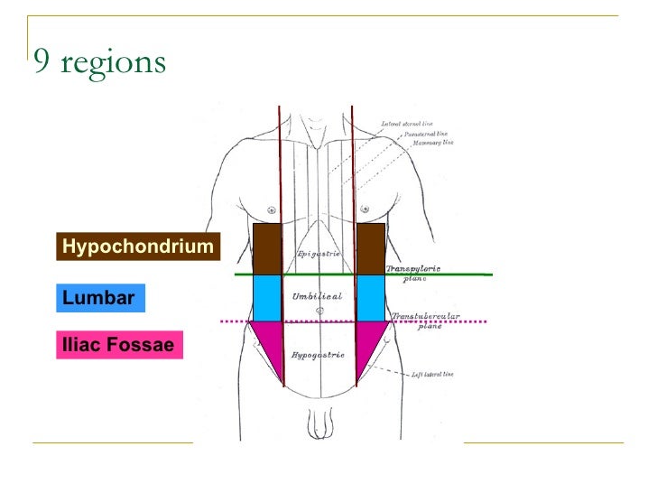 Principles of abdominal anatomy