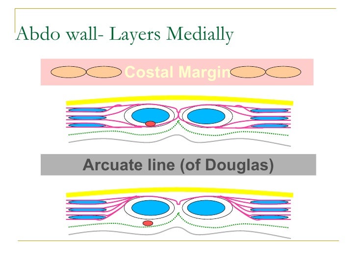 Principles of abdominal anatomy