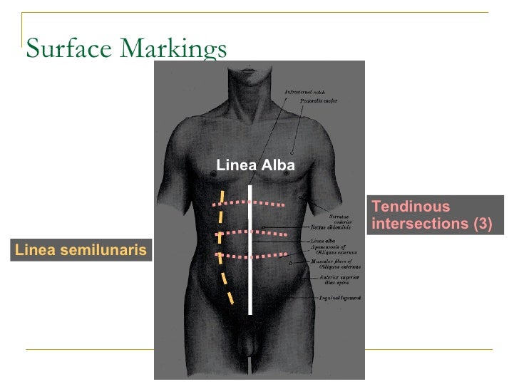 Principles of abdominal anatomy